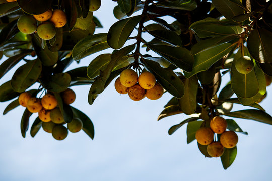 รูปภาพElengi – เลือกดูภาพถ่ายสต็อก เวกเตอร์ และวิดีโอ238 | Adobe Stock