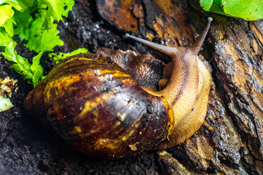 "Giant African Snail" Images – Browse 2,836 Stock Photos, Vectors, and ...