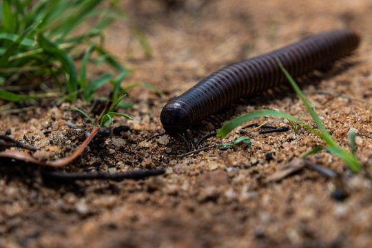 Shongololo Images – Browse 17 Stock Photos, Vectors, and Video | Adobe ...