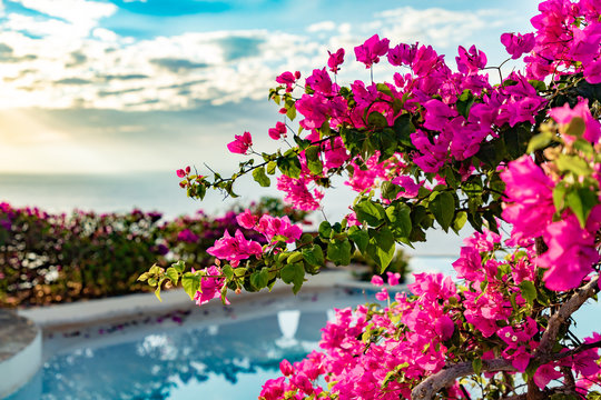 รูปภาพTrinitaria – เลือกดูภาพถ่ายสต็อก เวกเตอร์ และวิดีโอ403 | Adobe Stock