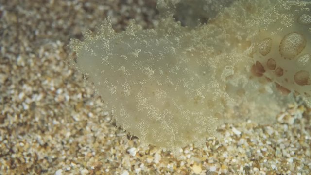 "Tethys Sea" Images – Browse 353 Stock Photos, Vectors, and Video ...