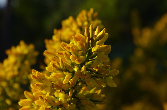 Tojo Images – Browse 193 Stock Photos, Vectors, and Video | Adobe Stock