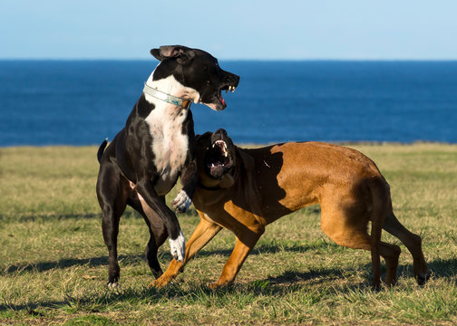 "Fighting Dogs" - Images et vidéos libres de droits | Adobe Stock