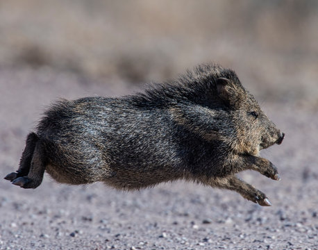 51 BEST Javalina IMAGES, STOCK PHOTOS & VECTORS | Adobe Stock