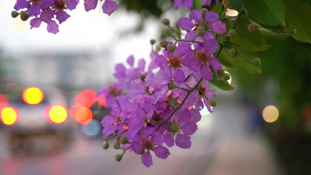 「Jarul」の写真素材 | 236件の無料イラスト画像 | Adobe Stock