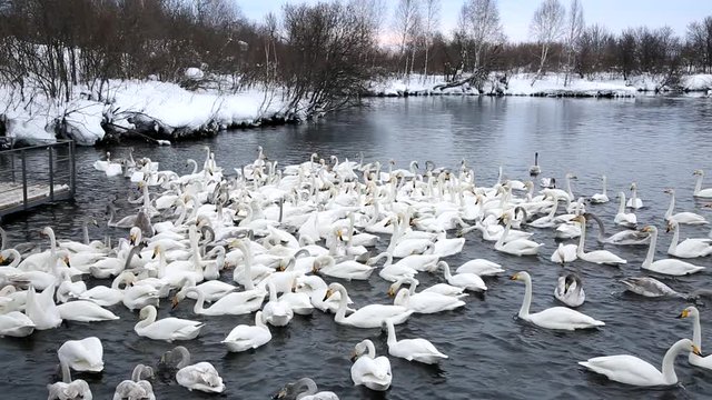 Whooper Images – Browse 13,684 Stock Photos, Vectors, and Video | Adobe ...