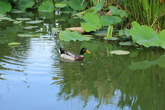 Natatorial Bilder – Durchsuchen 1,614 Archivfotos, Vektorgrafiken und ...