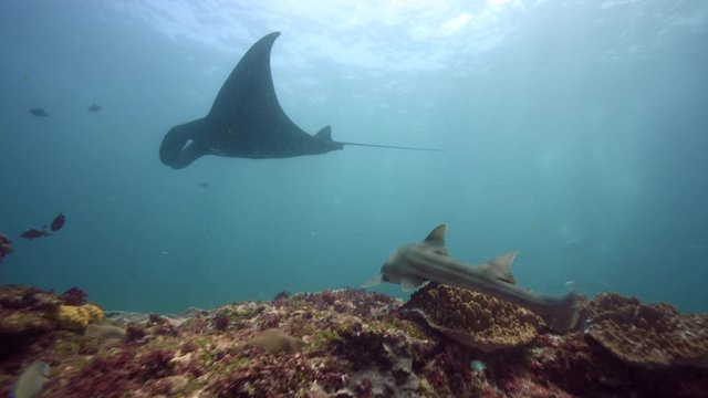 Bambushai Bilder – Durchsuchen 218 Archivfotos, Vektorgrafiken und ...