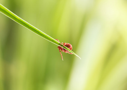 Grasmilben-Bilder: Stock-Fotos & -Videos. | Adobe Stock
