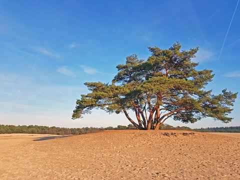 Soesterberg Images – Browse 51 Stock Photos, Vectors, and Video | Adobe ...