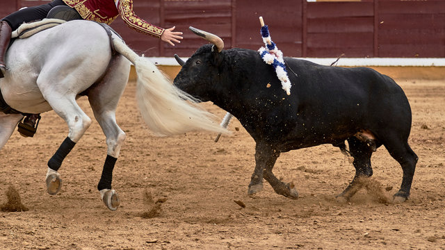 รูปภาพRejoneo – เลือกดูภาพถ่ายสต็อก เวกเตอร์ และวิดีโอ246 | Adobe Stock
