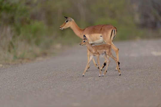 Baby Impala"」の写真素材 | 232件の無料イラスト画像 | Adobe Stock