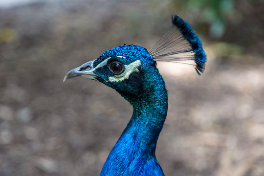 "Peacock Head" Bilder – Durchsuchen 102 Archivfotos, Vektorgrafiken und ...