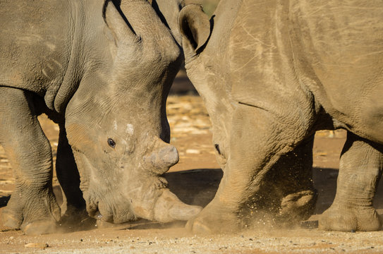 รูปภาพTussling – เลือกดูภาพถ่ายสต็อก เวกเตอร์ และวิดีโอ1,586 | Adobe Stock