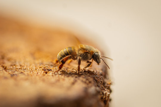 Abeja Images – Browse 46 Stock Photos, Vectors, and Video | Adobe Stock