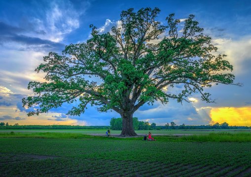 รูปภาพ"Bur Oak" – เลือกดูภาพถ่ายสต็อก เวกเตอร์ และวิดีโอ190 | Adobe Stock