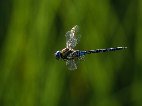 sue photos, images, assets | Adobe Stock