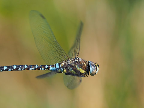 sue photos, images, assets | Adobe Stock
