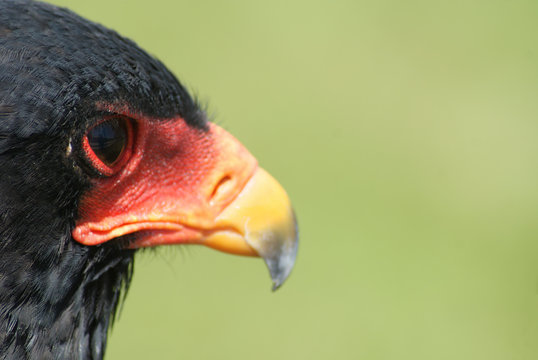 Pajarraco Images – Browse 46 Stock Photos, Vectors, and Video | Adobe Stock