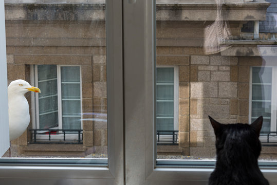 Goelan Images – Browse 39 Stock Photos, Vectors, and Video | Adobe Stock