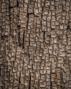 รูปภาพLepidodendron – เลือกดูภาพถ่ายสต็อก เวกเตอร์ และวิดีโอ87 | Adobe ...