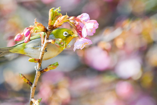 Yasushi Bilder – Durchsuchen 297 Archivfotos, Vektorgrafiken und Videos ...