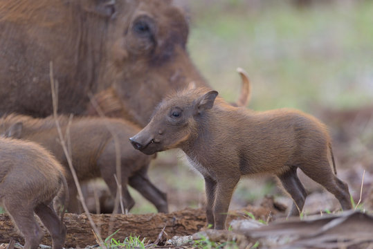 "Baby Warthog" Images – Browse 57 Stock Photos, Vectors, and Video ...