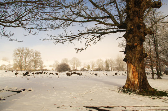 รูปภาพInvernal – เลือกดูภาพถ่ายสต็อก เวกเตอร์ และวิดีโอ2,668 | Adobe Stock