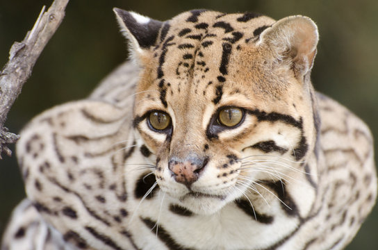 รูปภาพOcelote – เลือกดูภาพถ่ายสต็อก เวกเตอร์ และวิดีโอ112 | Adobe Stock