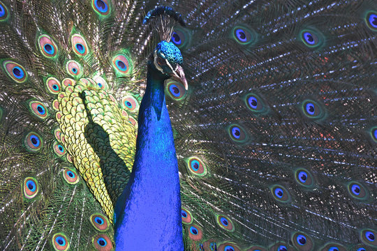 รูปภาพOcelli – เลือกดูภาพถ่ายสต็อก เวกเตอร์ และวิดีโอ4,100 | Adobe Stock