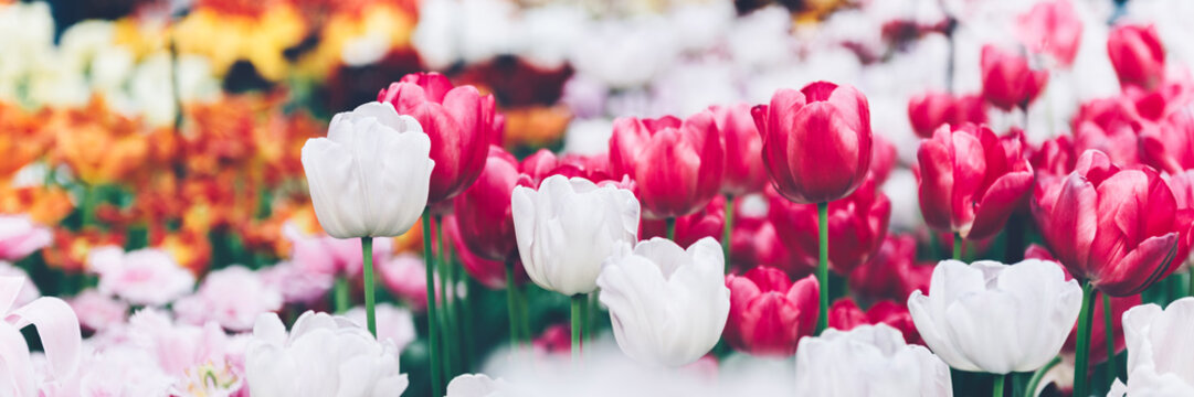 Free March Images – Browse 2,543 Free Stock Photos, Vectors, and Video ...