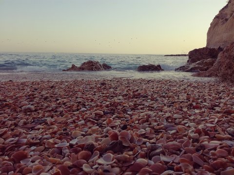 Seashells Images – Browse 487,531 Stock Photos, Vectors, and Video ...