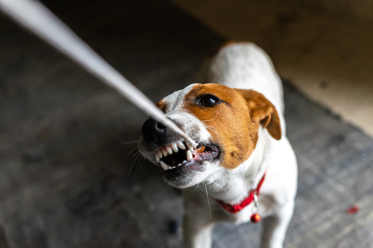 Teetch Images – Browse 39 Stock Photos, Vectors, and Video | Adobe Stock