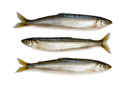 Smelt Fish Images – Browse 20,694 Stock Photos, Vectors, and Video ...