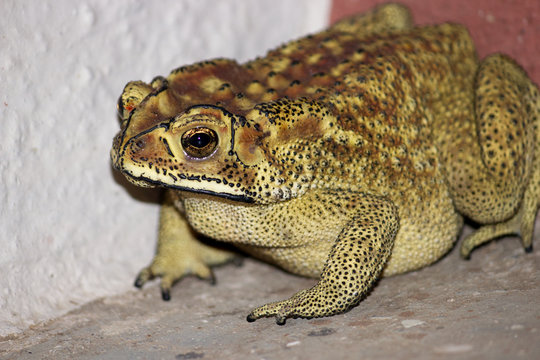 Hoptoad bilder – Bläddra bland 556 stockfoton, vektorer och videor ...