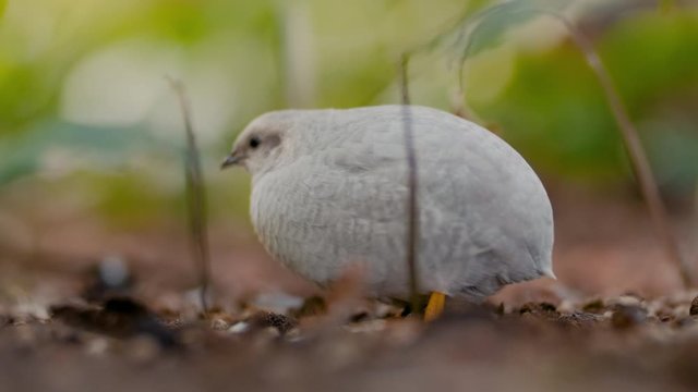 "King Quail" Images – Browse 328 Stock Photos, Vectors, and Video ...
