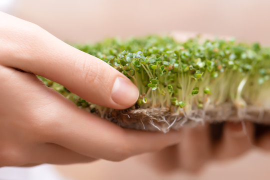 Mustard Seed Hand Images – Browse 1,298 Stock Photos, Vectors, and ...