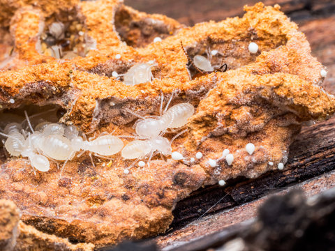 Destruenten Bilder – Durchsuchen 1,496 Archivfotos, Vektorgrafiken und ...