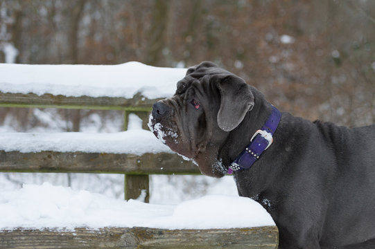 รูปภาพMastino – เลือกดูภาพถ่ายสต็อก เวกเตอร์ และวิดีโอ914 | Adobe Stock