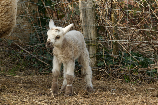 Agnelet Images – Browse 50 Stock Photos, Vectors, and Video | Adobe Stock