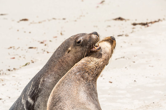Seerobben Bilder – Durchsuchen 16,067 Archivfotos, Vektorgrafiken und ...