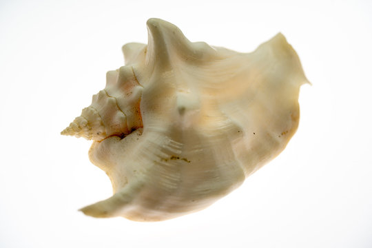 รูปภาพSpitzig – เลือกดูภาพถ่ายสต็อก เวกเตอร์ และวิดีโอ461 | Adobe Stock