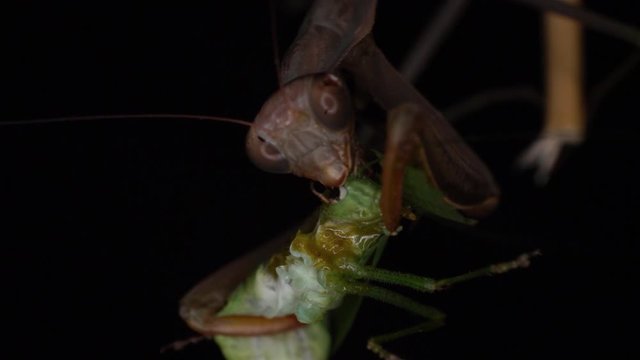 รูปภาพMantis – เลือกดูภาพถ่ายสต็อก เวกเตอร์ และวิดีโอ60,819 | Adobe Stock