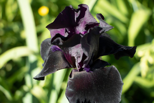 National Flower Of Jordan | Best Flower Site