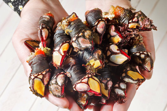 Percebes Bilder – Durchsuchen 555 Archivfotos, Vektorgrafiken und ...