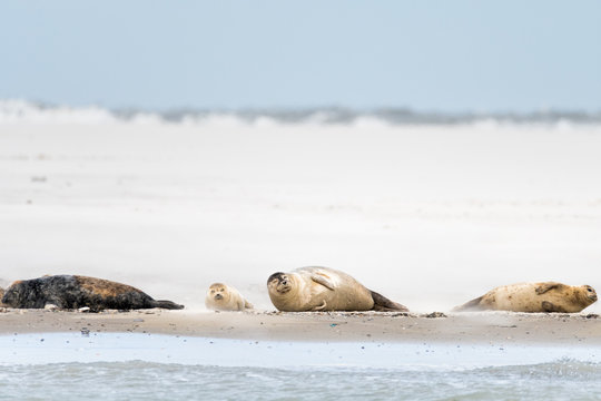 Seerobbe bilder – Bläddra bland 290 stockfoton, vektorer och videor ...