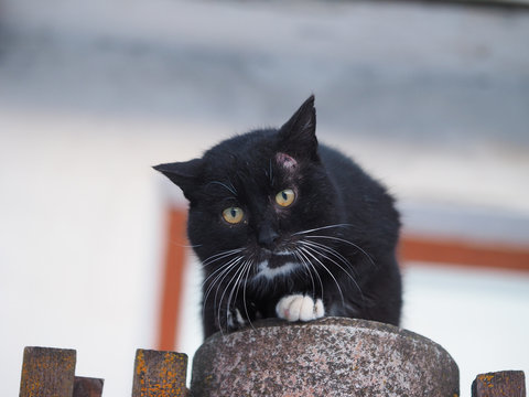 รูปภาพPleadingly – เลือกดูภาพถ่ายสต็อก เวกเตอร์ และวิดีโอ919 | Adobe Stock