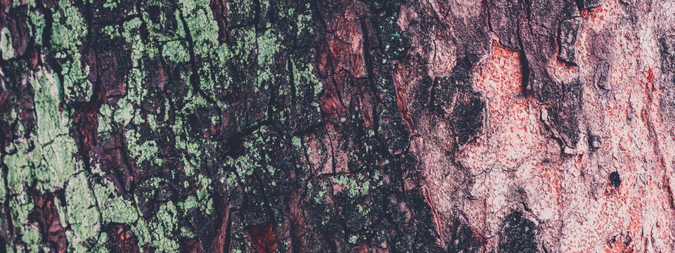 "Tree Bark Close Up" Images – Browse 182 Stock Photos, Vectors, and ...