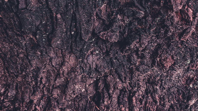"Tree Bark Close Up" Images – Browse 166 Stock Photos, Vectors, and ...