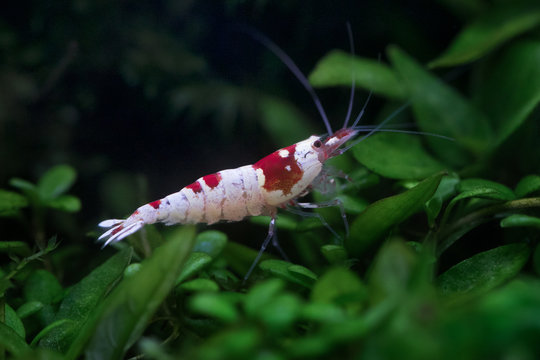 Red Bee Shrimp